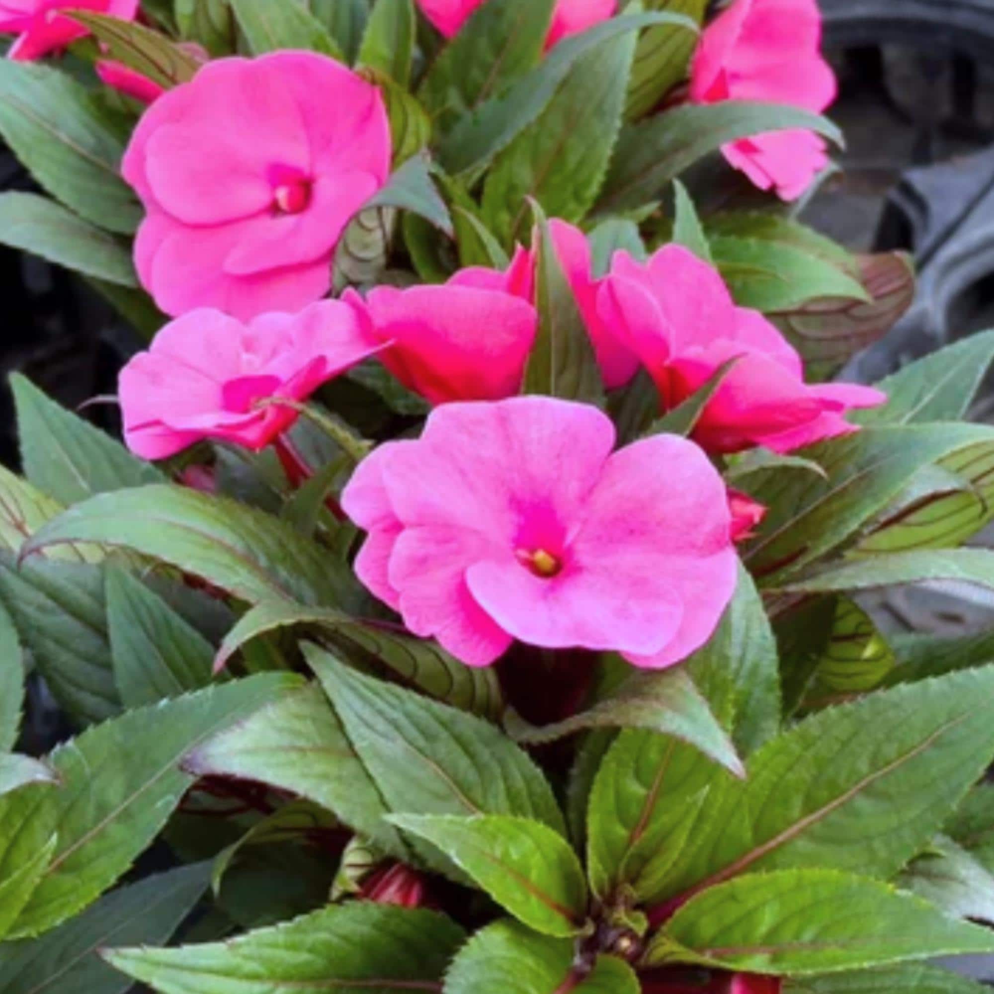 Impatiens Seeds – Pink Shade Flower Mix | Non-gmo Heirloom Annual for ...