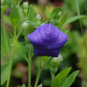 Balloon Flower Seeds Platycodon Grandiflorus, Blue Star Shaped Petals ...