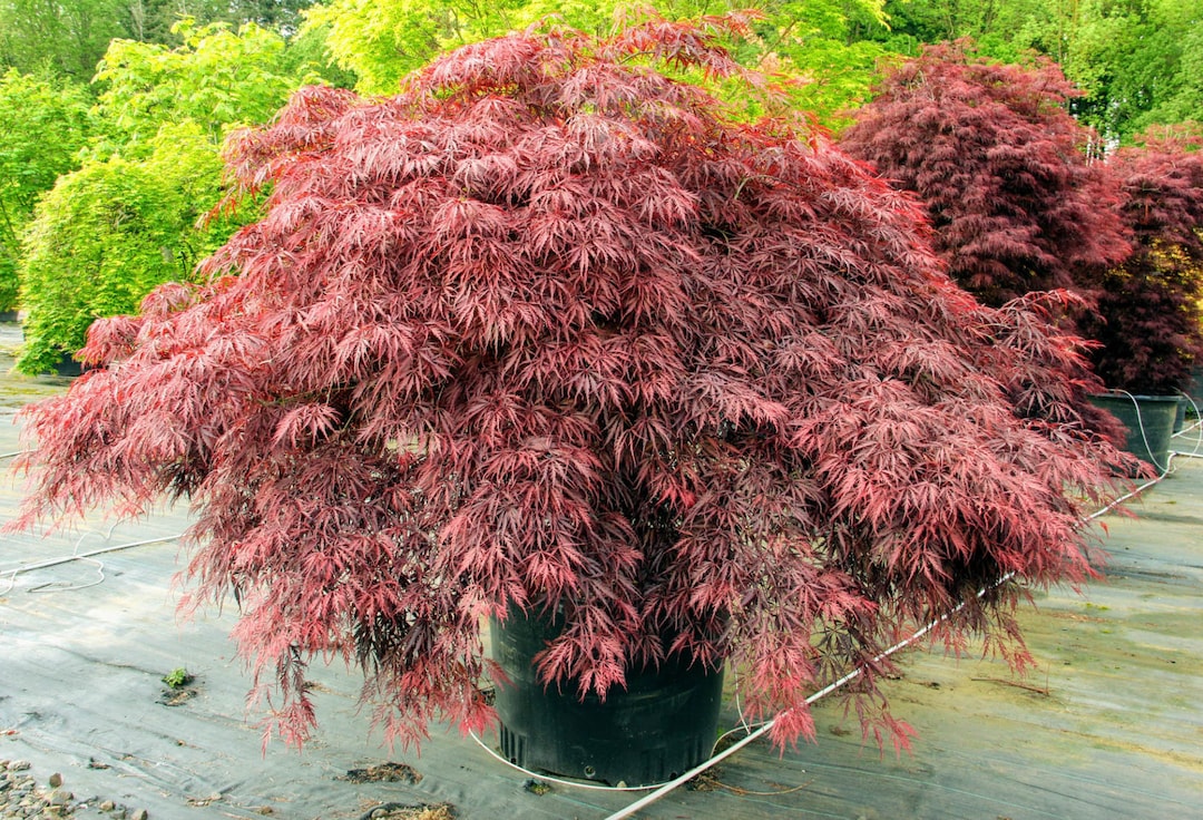 Red Dragon Japanese Maple Seeds Acer Palmatum Red Dragon'weeping ...