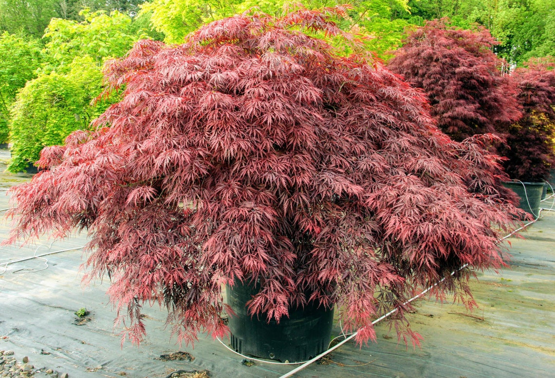 Red Japanese Maple Tree Seeds (acer Palmatum Dissectum) 'red Dragon ...