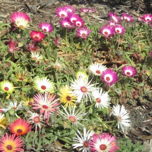 Ice Plant Drought Resistant Flower Seeds, Hardy Ground Cover!! Mix ...