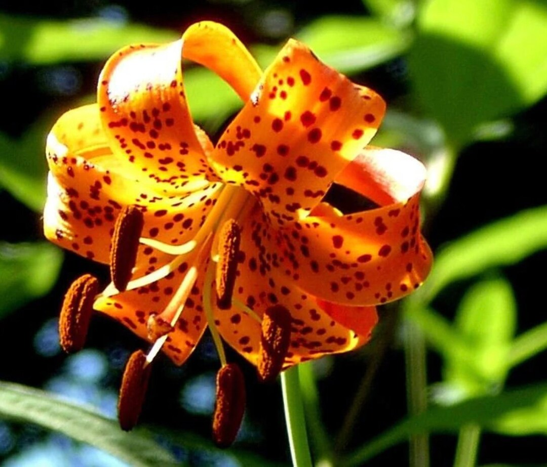 10 Orange Turks Cap Lily Seeds Martagon Lily Deer Resistant True Lily Attract Pollinators