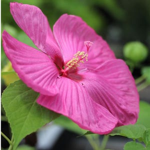 20 Swamp Rose Mallow Seeds – Hibiscus Moscheutos | Hardy Native ...
