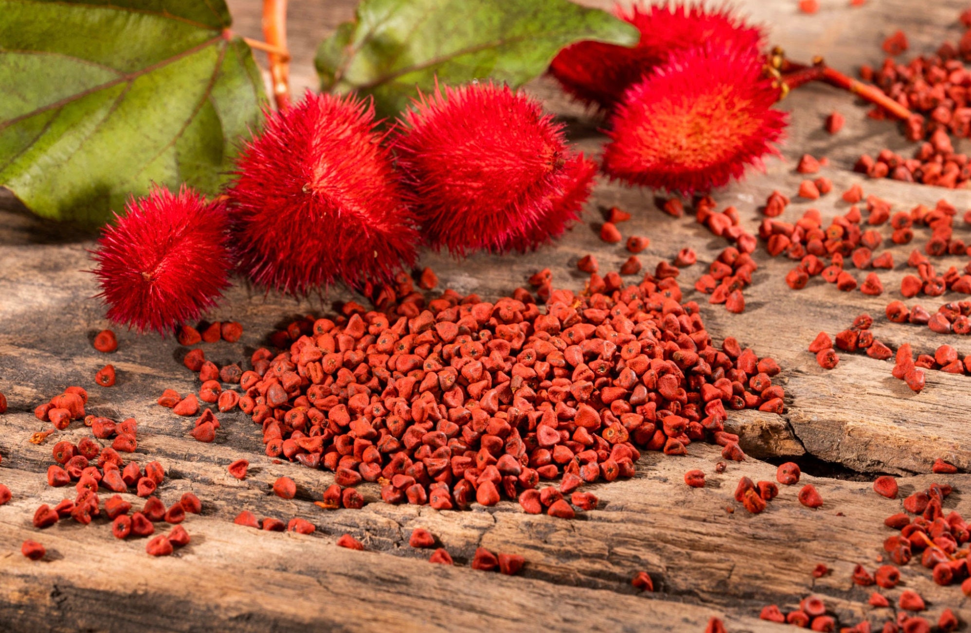 Annatto Lipstick Tree / Perennial Flower (bixa Orellana) Achiote Plant ...