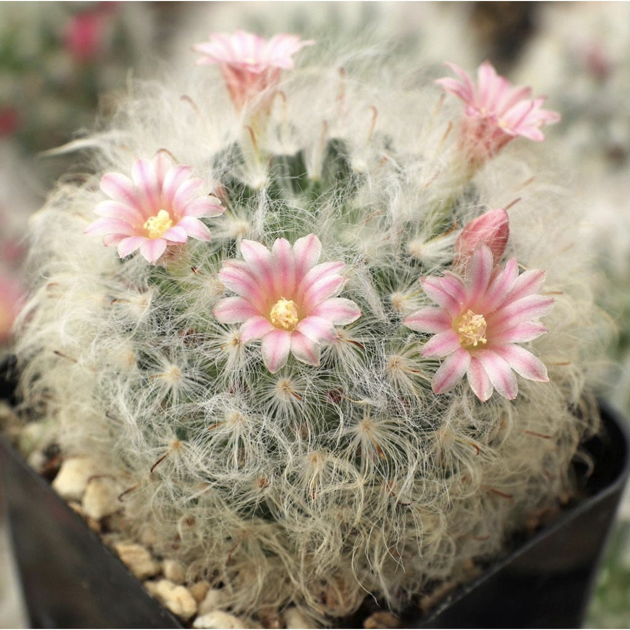 15 Powder Puff Cactus Seeds Mammillaria Bocasana Perfect for Indoor ...