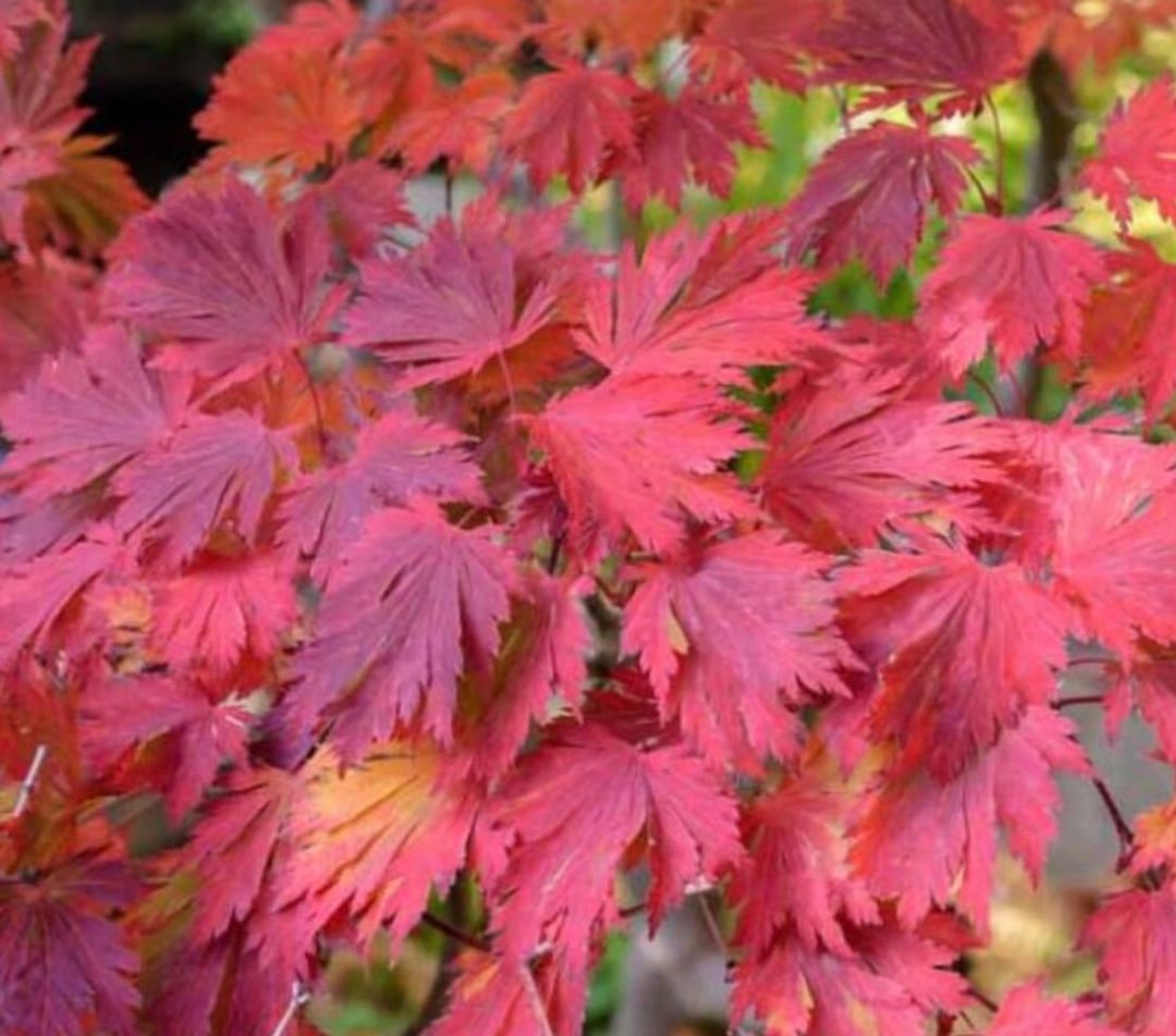 Japanese Maple Tree Seeds - Acer Japonicum 'meigetsu' Full-moon Maple ...