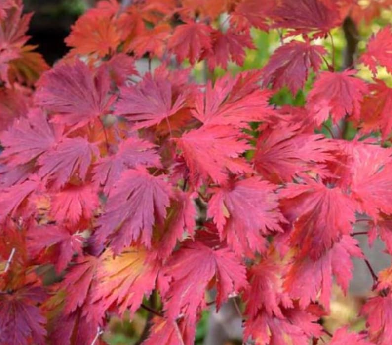 Japanese Maple Tree Seeds - Acer Japonicum 'meigetsu' Full-moon Maple ...