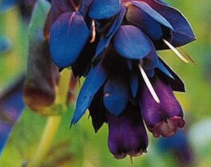 Honeywort (cerinthe Major Purpurascens/blue Shrimp) - 10 Seeds - Etsy