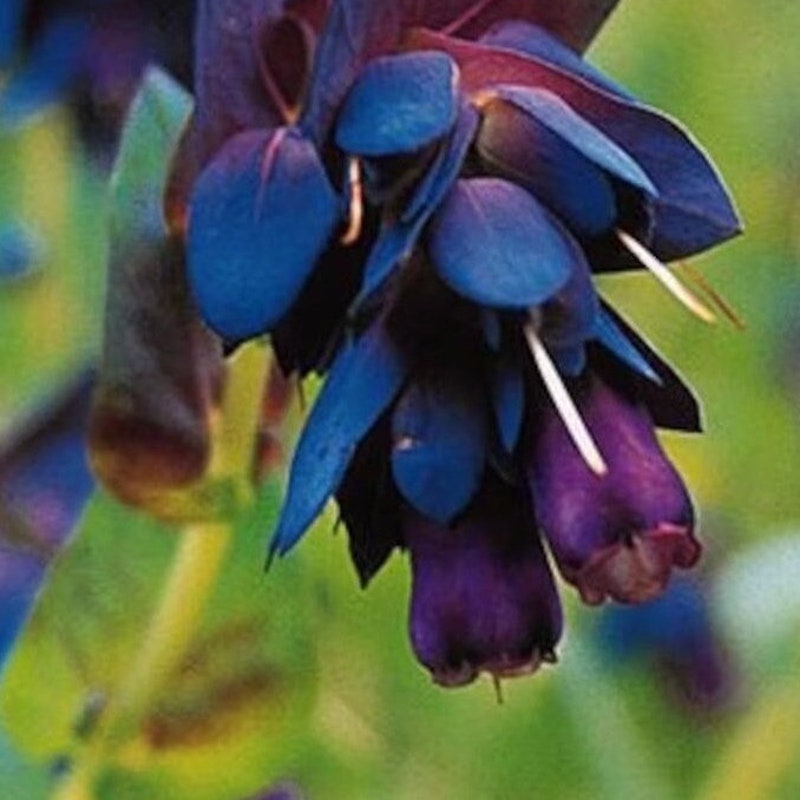 Blue Shrimp Plant - Etsy