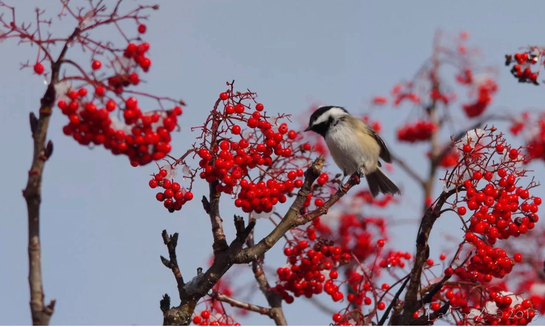 Rowan Tree Seeds - European Mountain Ash Tree / Blood-red Rowan Tree ...
