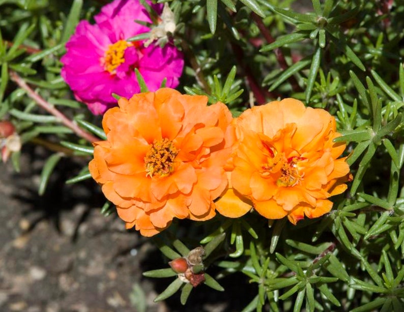 750 Moss Rose Ground Cover Seeds portulaca Grandiflora Flowering Annual ...