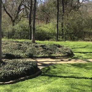 Bulk Micro Clover Ground Cover Seeds Lawn Alternative Erosion Control ...