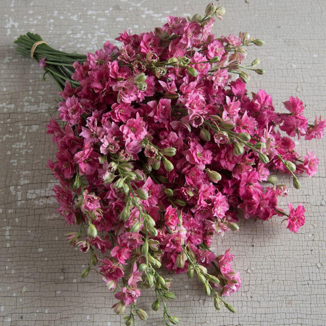 Stock Flowers Trio - Light Pink, Bright Rose, Antique Rose Cut Flower ...