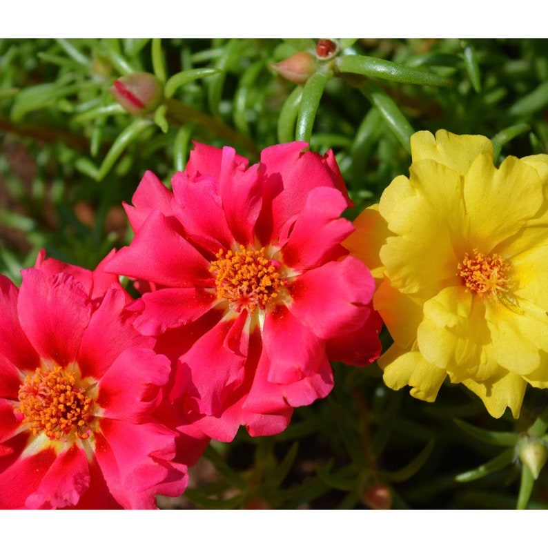750 Moss Rose Ground Cover Seeds portulaca Grandiflora Flowering Annual ...
