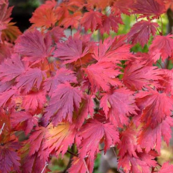 Weeping Japanese Maple - Etsy