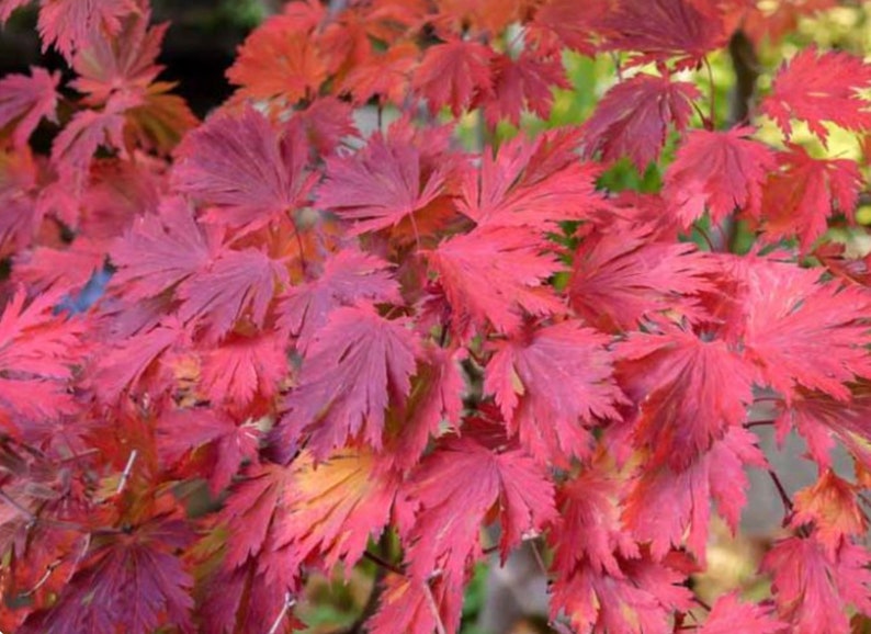 Japanese Maple Tree Seeds Acer Japonicum 'meigetsu' Full-moon Maple ...