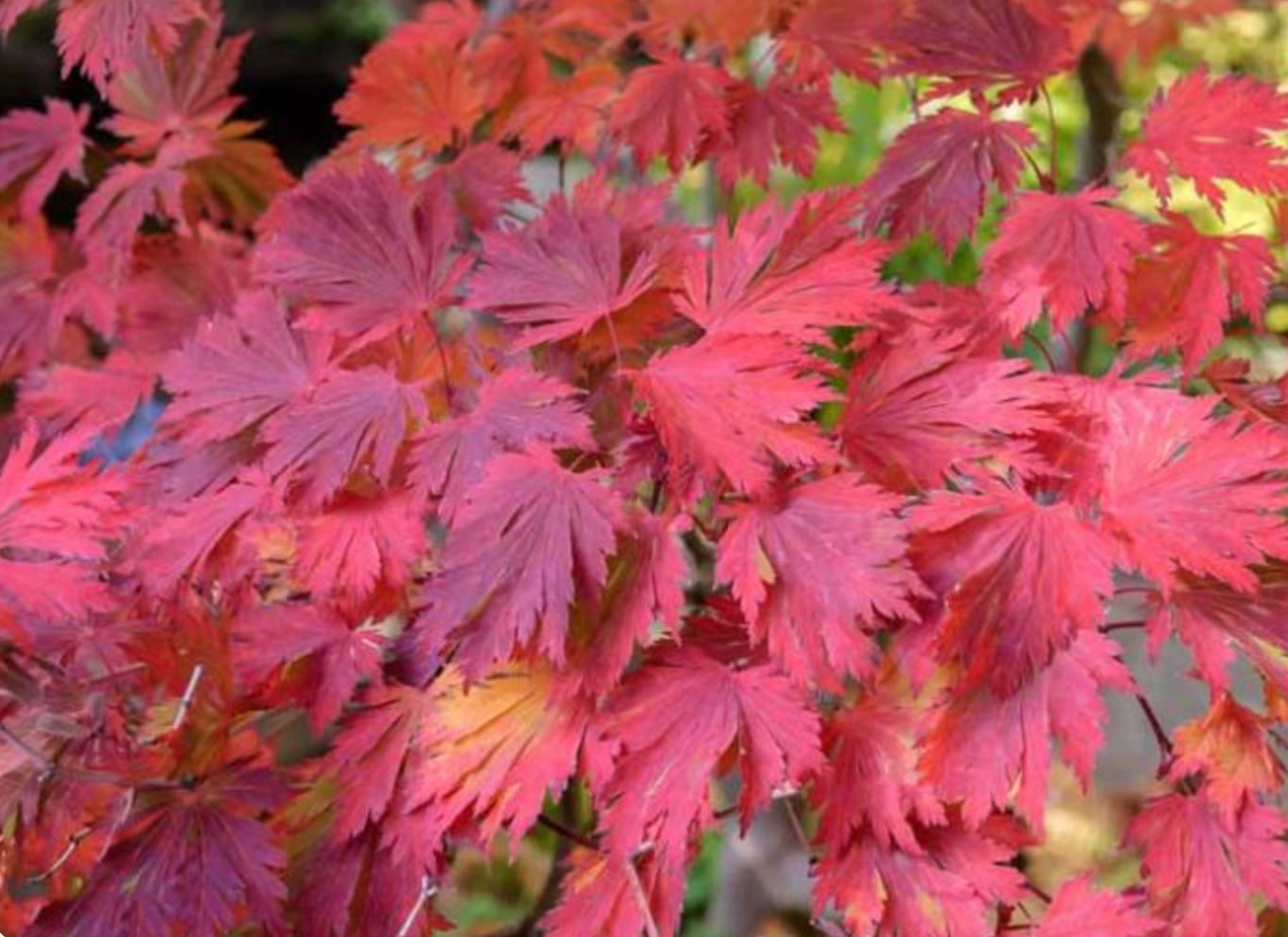 Japanese Maple Tree Seeds Acer Japonicum 'meigetsu' Full-moon Maple ...
