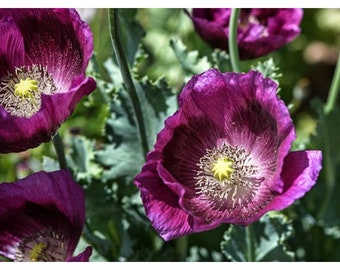 Lauren's Grape Poppy Seeds - Etsy