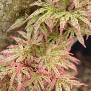 Ukigumo Japanese Maple Japanese Maple Bonsai Tree - Etsy