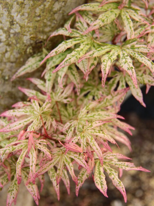 Ukigumo Japanese Maple Japanese Maple Bonsai - 10 Seeds - Etsy