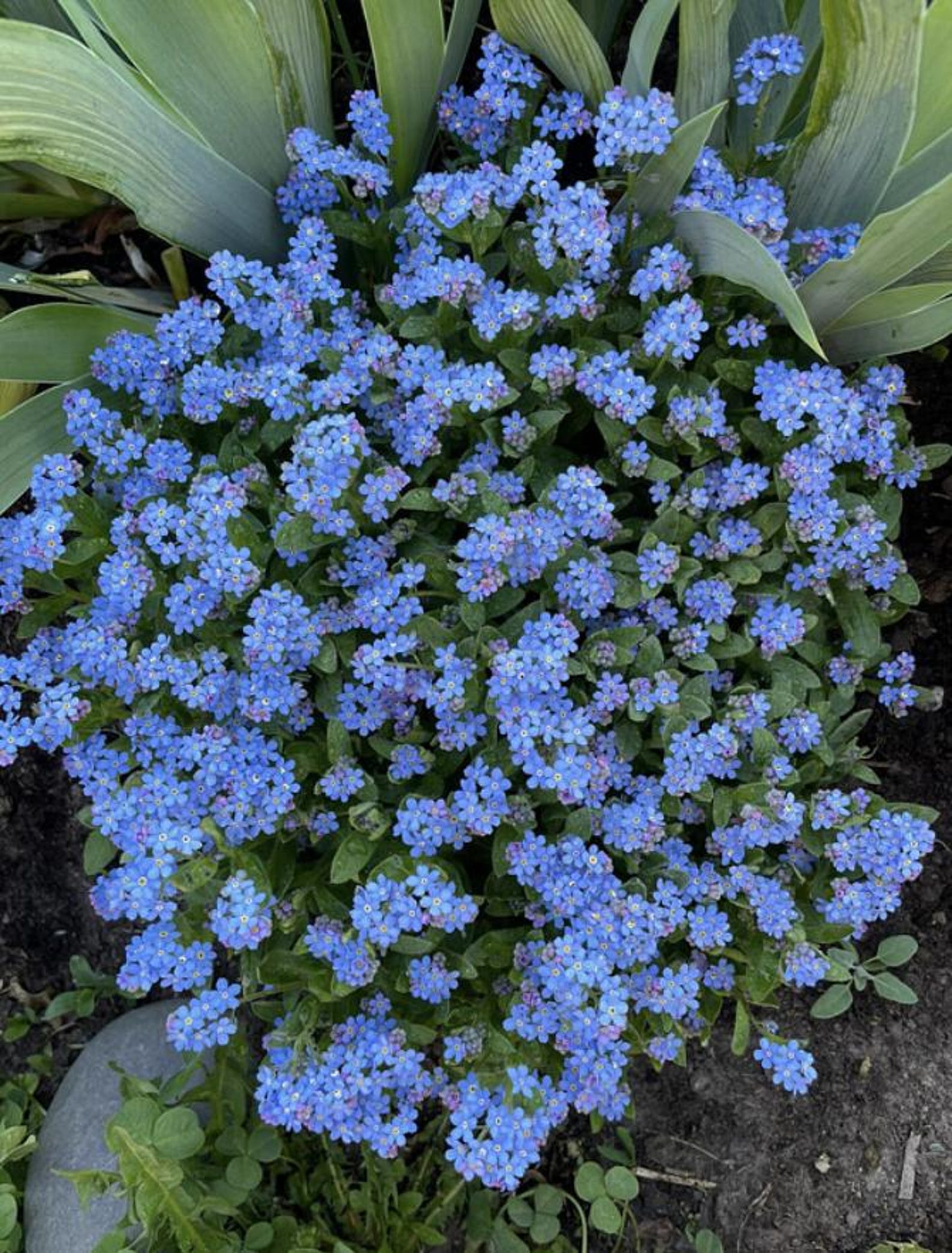 Forget Me Not Flower Seeds, Shade Tolerant Myosotis Alpestris - Etsy