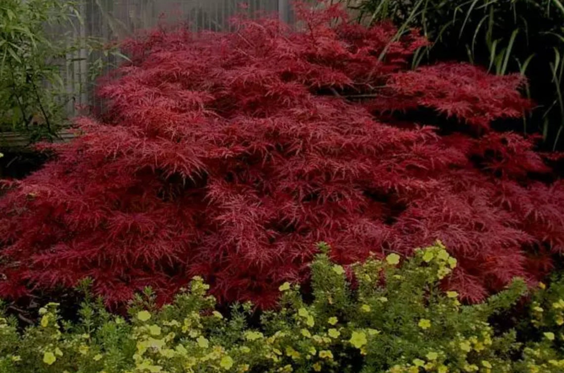 Red Japanese Maple Tree Seeds (acer Palmatum Dissectum) 'red Dragon ...