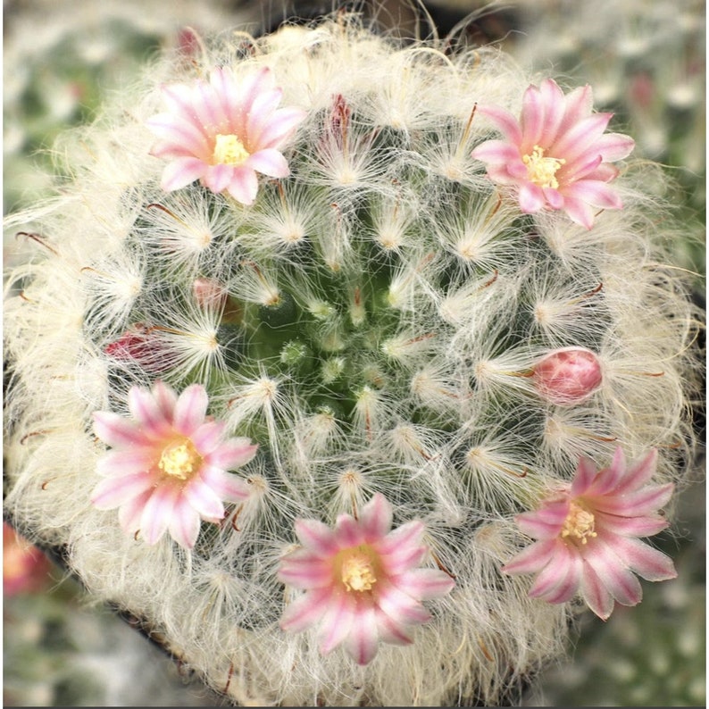 15 Powder Puff Cactus Seeds Mammillaria Bocasana Perfect for Indoor ...