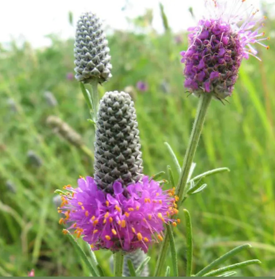 Purple Prairie Clover dalea Purpurea Flowering Lawn Seed Native ...