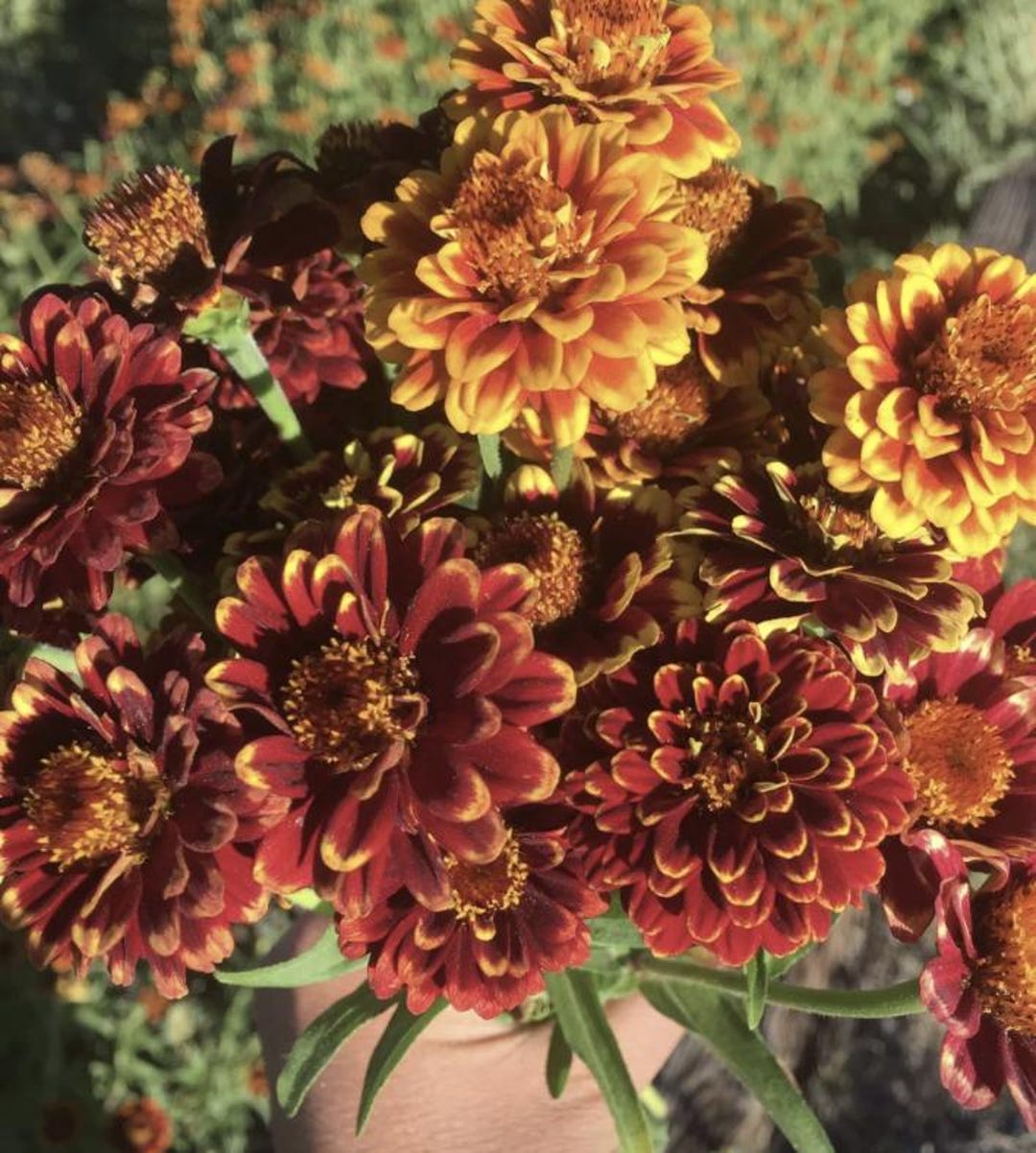25 Zinnia Seeds Aztec Sunset Zinnias Dwarf Flower Zinnias Non GMO - Etsy