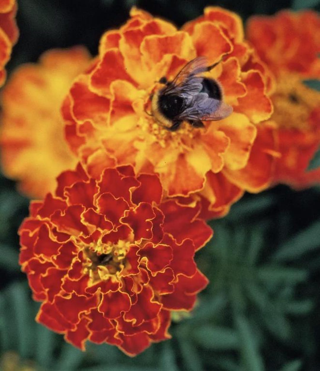 30 French Marigold Tagetes Patula 'durango Red Marigold Flower Seeds - Etsy