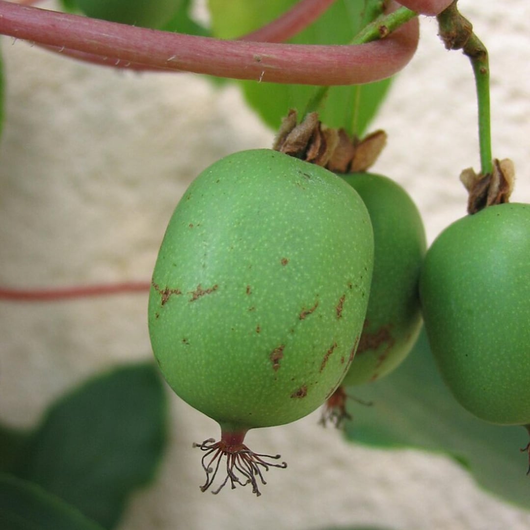 20 Hardy Kiwi Fruit Tree Seeds "actinidia Arguta | Fast-growing Cold ...