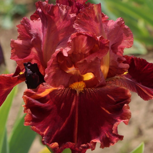 Bearded Iris Bulbs - Etsy
