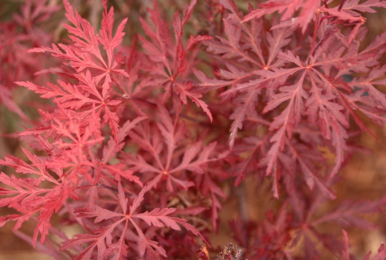 Red Dragon Japanese Maple Seeds Acer Palmatum Red Dragon'weeping ...