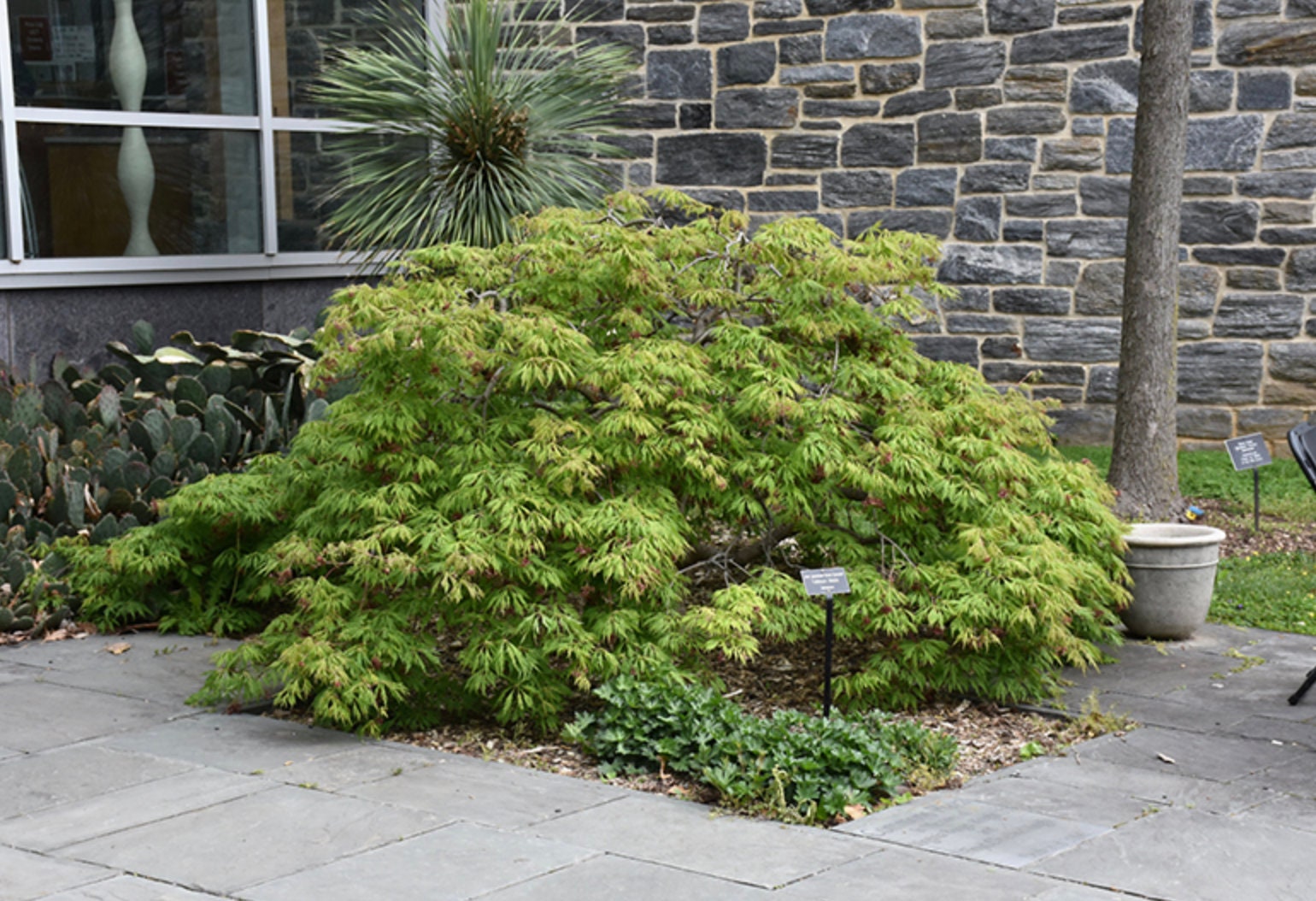 Acer Japonicum 'green Cascade' Full Moon Japanese Maple - UNIQUE ...
