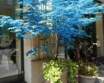 Ghost Japanese Maple - Etsy