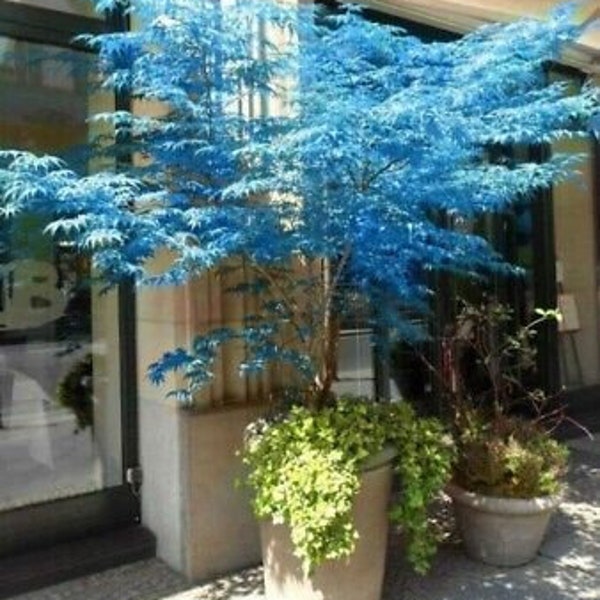 Maple Tree Seeds - Etsy