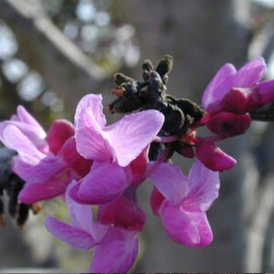 Texas Redbud Tree Seeds Cercis Canadensis Drought Tolerant EXPLOSION of Pink Leaves - Etsy