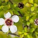 Organic Manuka Tea Tree Seeds (leptospermum Scoparium) Tea Bush, Manuka ...