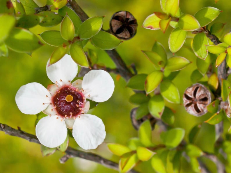 Organic Manuka Tea Tree Seeds (leptospermum Scoparium) Tea Bush, Manuka ...
