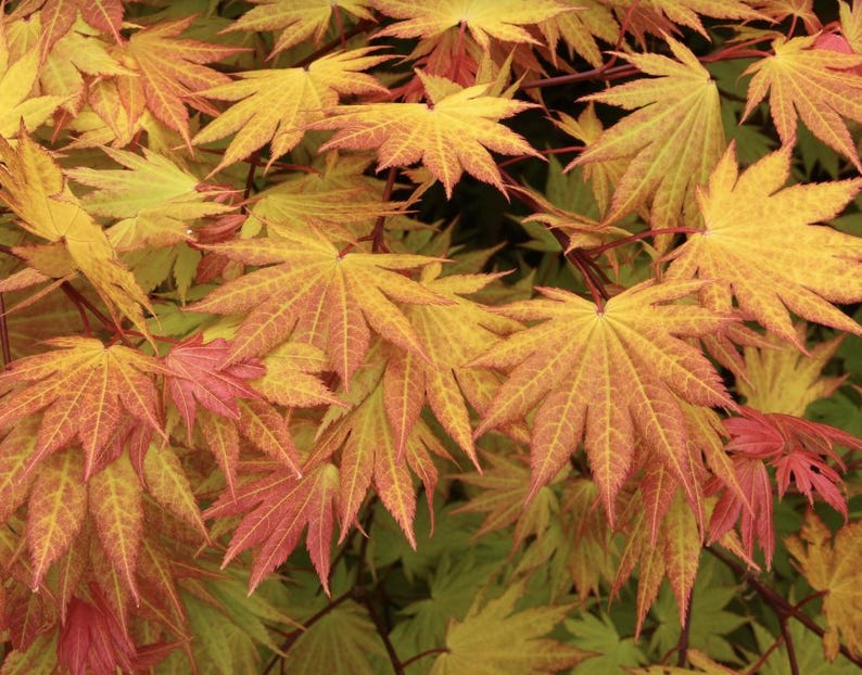 Acer Shirasawanum ‘autumn Moon’ Full Moon Maple Tree Seeds - Etsy