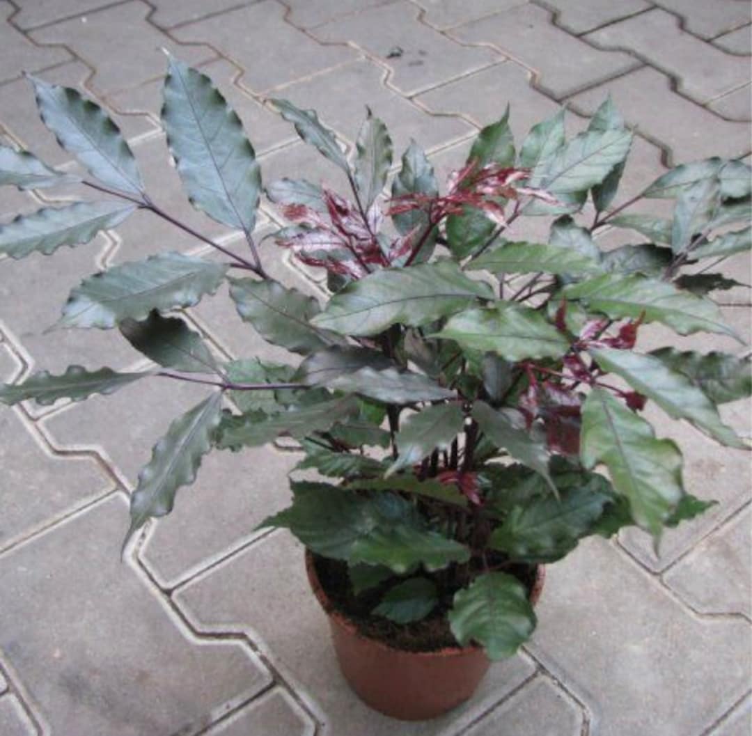 10 Hawaiian Holly 'leea Rubra' Tropical Foliage Plant Purple Foliage ...