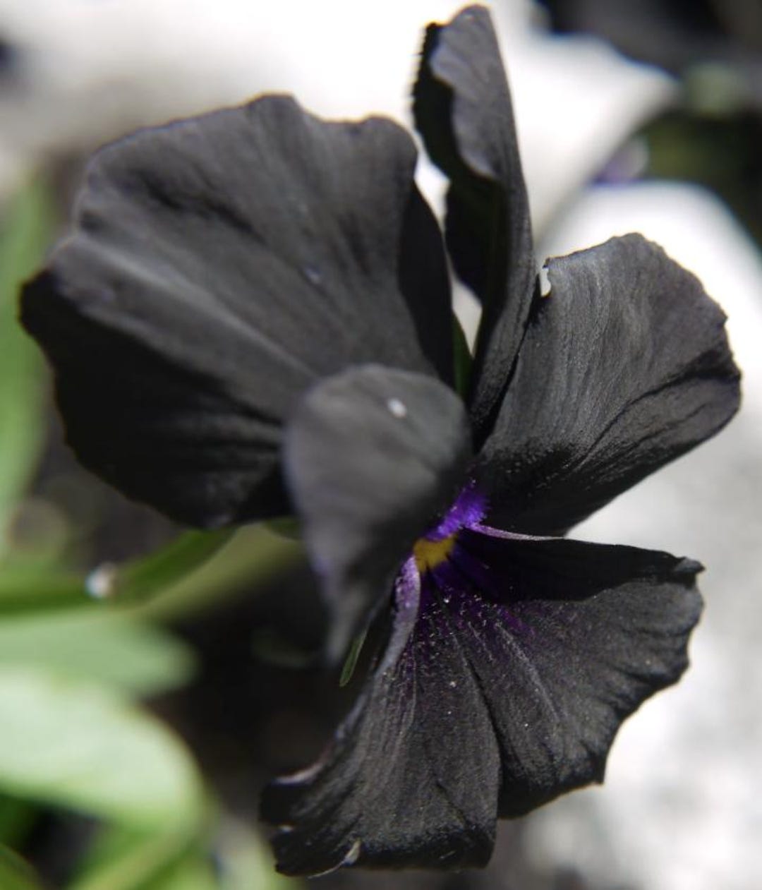Black Pansy Seeds, Rare Flower Seeds - Etsy