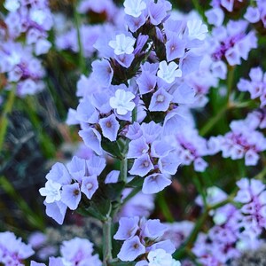 Blue Statice Seeds Limonium Sinuatum Full Sun Annual Butterfly Garden ...