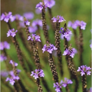 150 Organic Blue Vervain - Verbena Hastata Swamp Verbena Butterflies ...