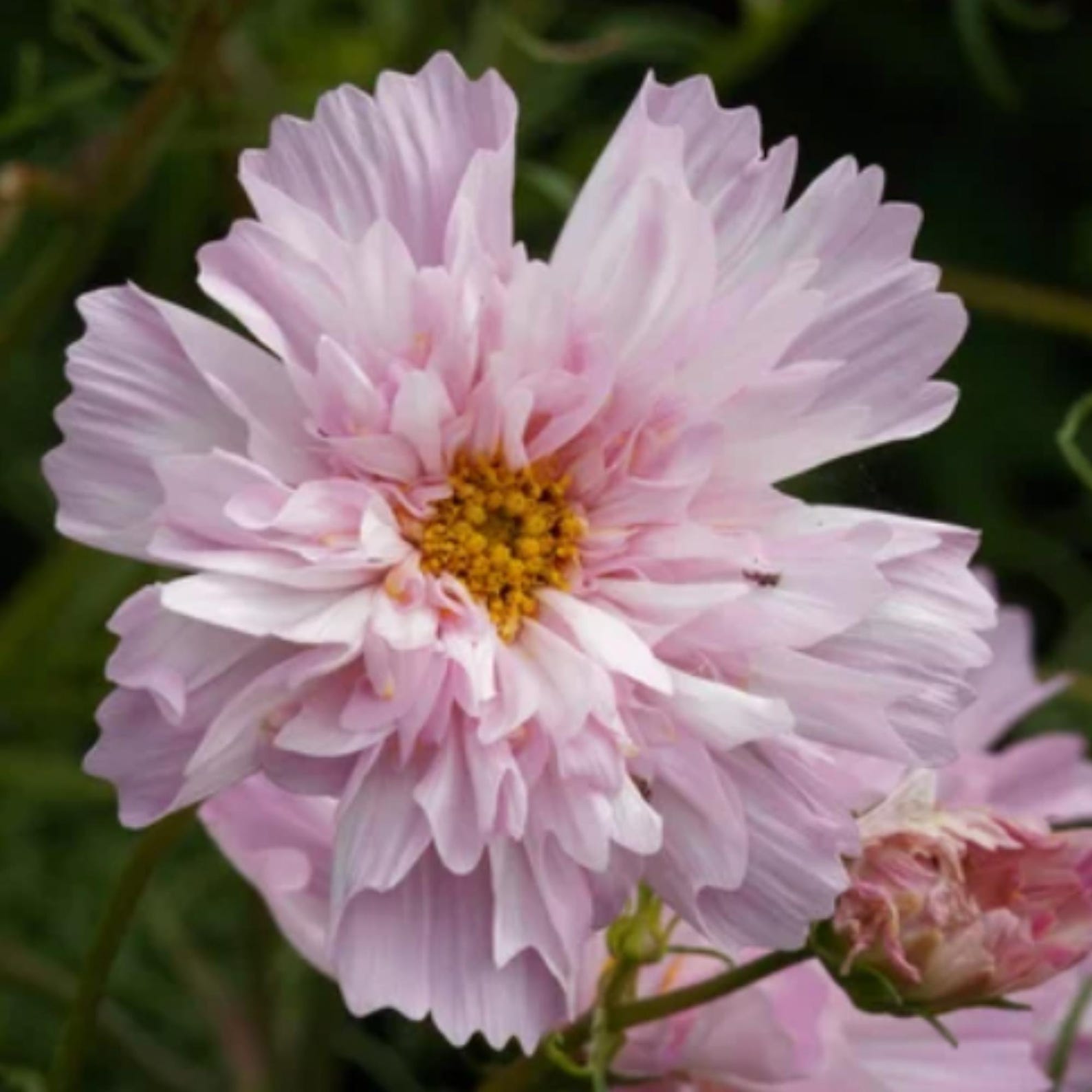 Cupcakes Blush Cosmos Seeds - Light Pink Ruffled Flowers - Etsy