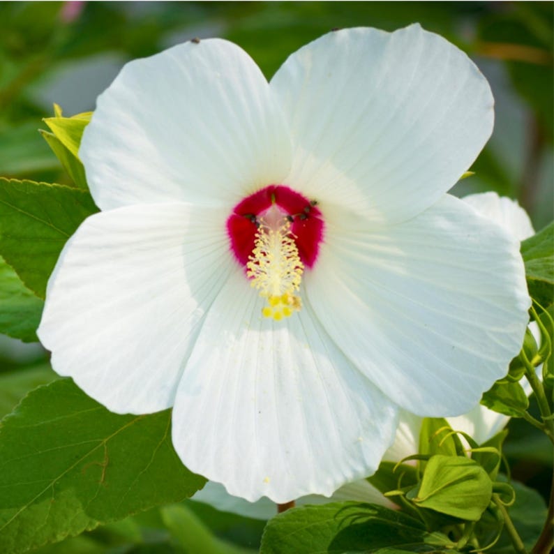 20 Swamp Rose Mallow Seeds – Hibiscus Moscheutos | Hardy Native ...