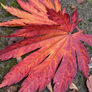 Japanese Maple Tree Seeds - Acer Japonicum 'meigetsu' Full-moon Maple ...