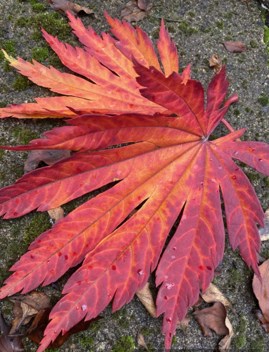 Japanese Maple Tree Seeds - Acer Japonicum 'meigetsu' Full-moon Maple ...