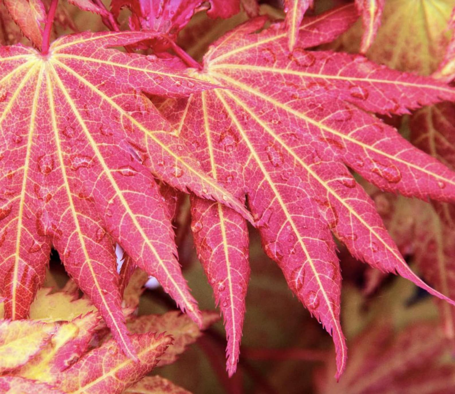 Acer Shirasawanum ‘autumn Moon’ Full Moon Maple Tree Seeds - Etsy