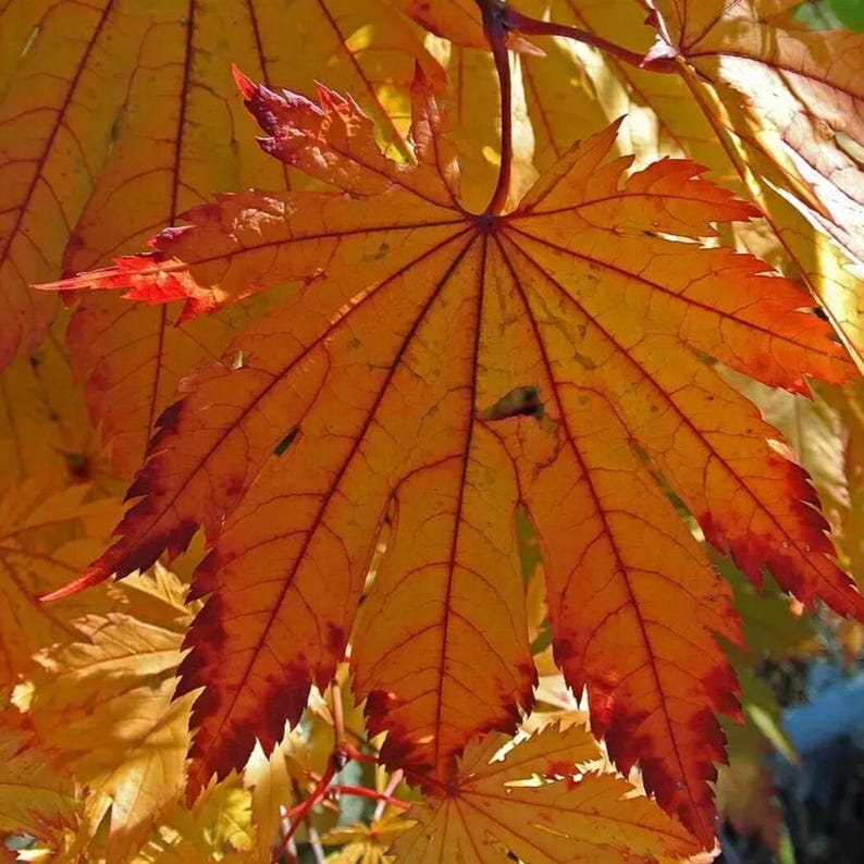 Japanese Maple Tree Seeds - Acer Japonicum 'meigetsu' Full-moon Maple ...